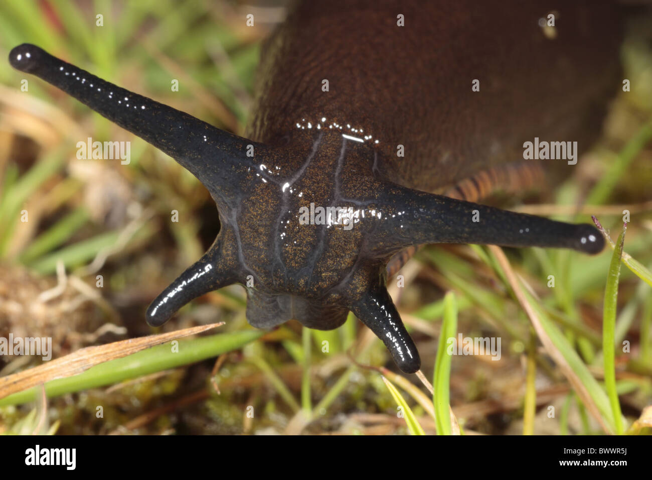 Black Slug Brown Form Arion High Resolution Stock Photography and ...