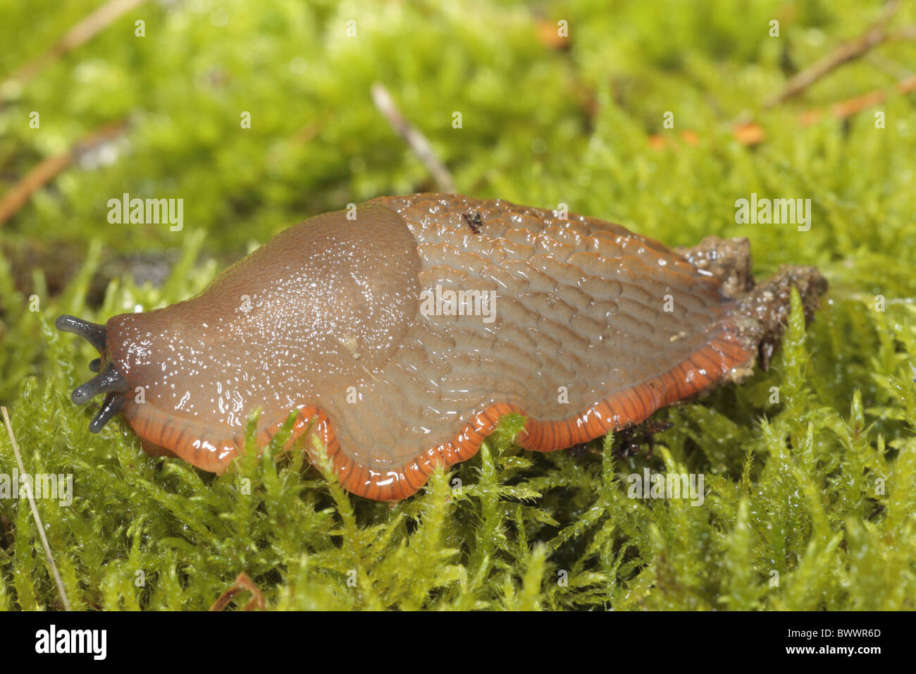 Arion ater rufus hi-res stock photography and images - Alamy