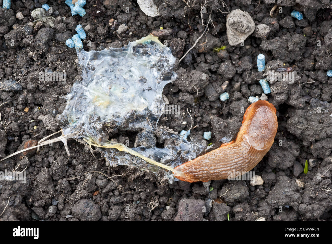 dead garden pest control pesticide pests slime slug slug pellets soil ...