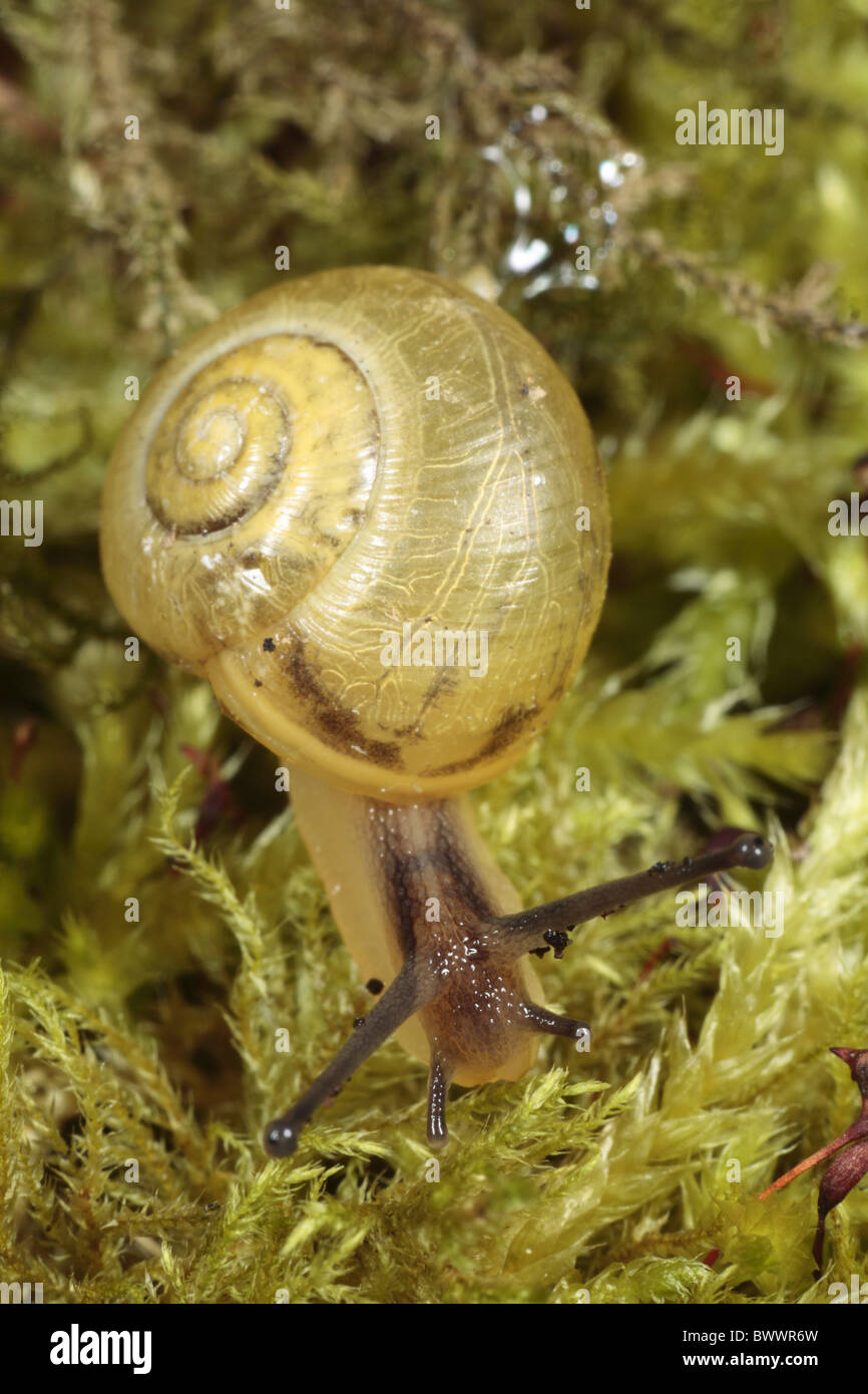 Yellow shelled snail hi-res stock photography and images - Alamy