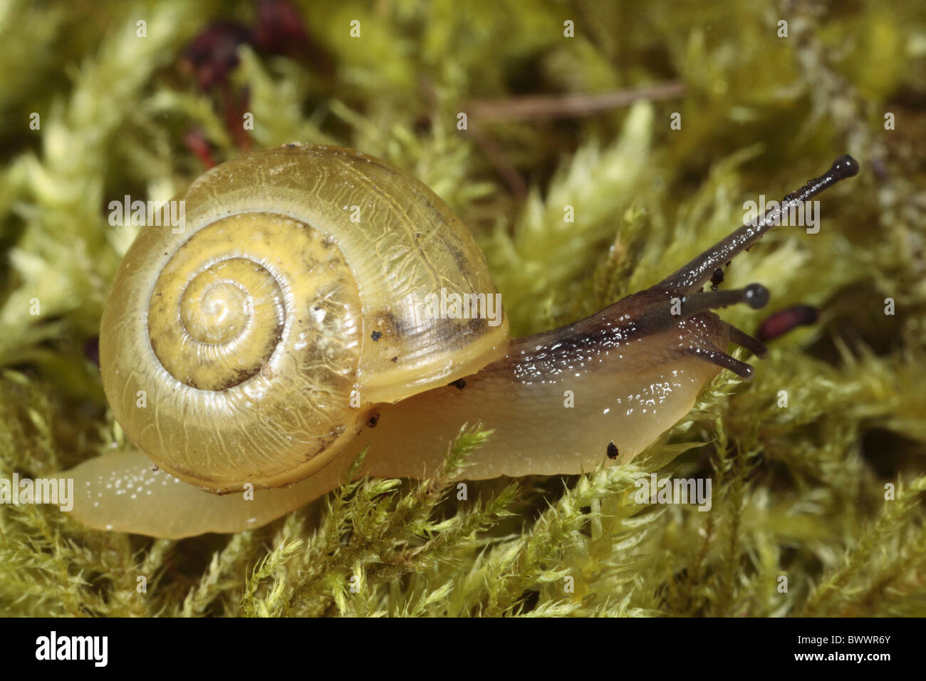 white lipped banded snail Cepaea hortensis yellow mollusc nature ...