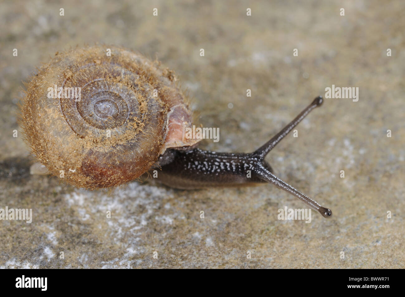 Invertebrates Italy Helicodonta obvoluta portrait snail animal animals ...