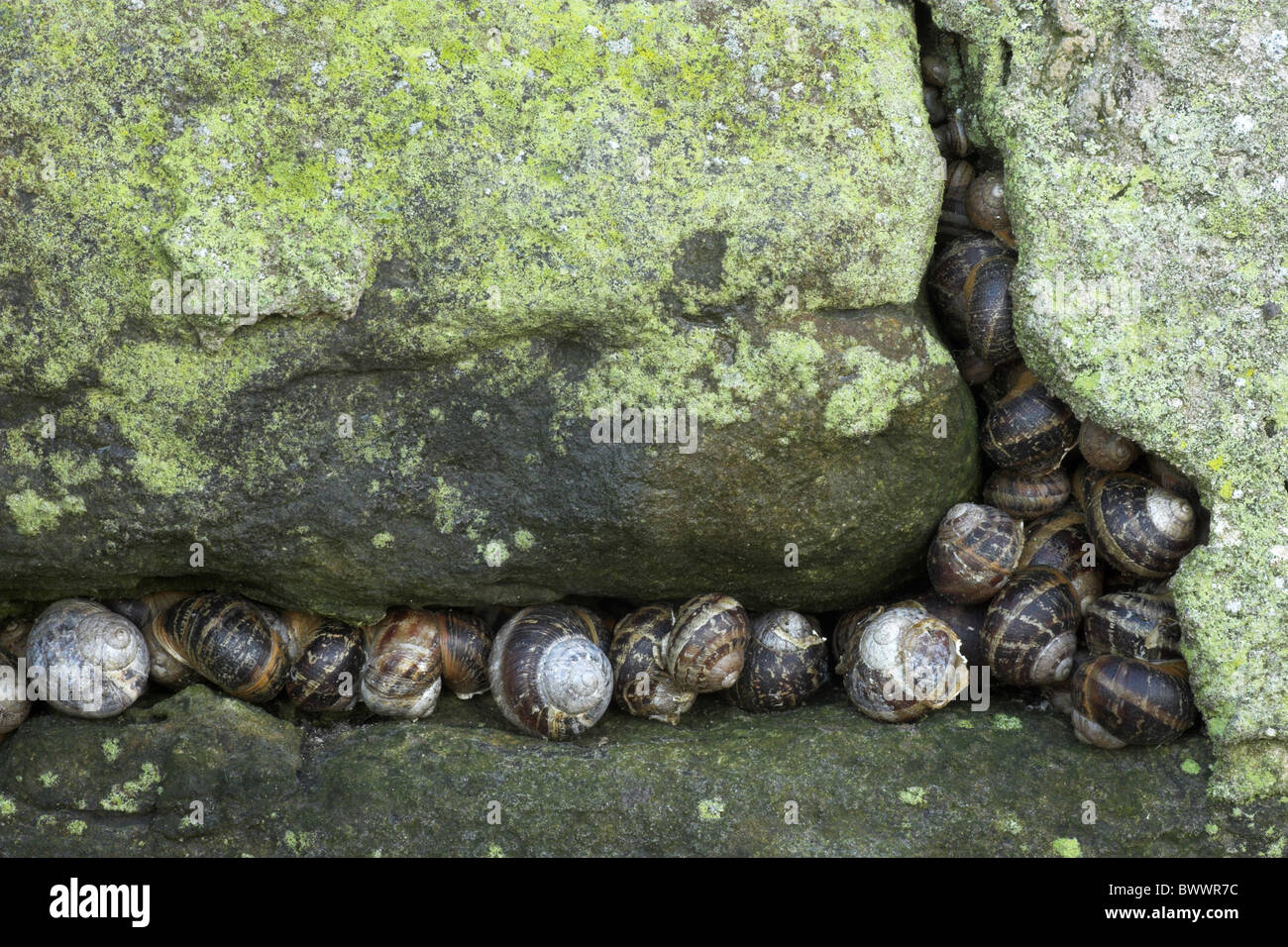 animal animals snail snails mollusc molluscs gastropod gastropods ...