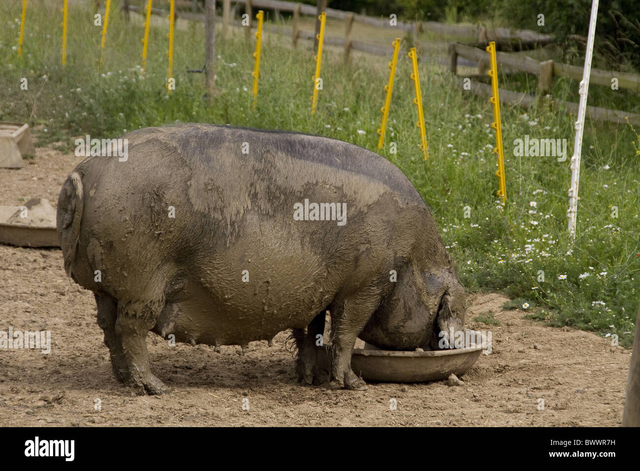Sow Large Black Pig Stock Photo - Alamy