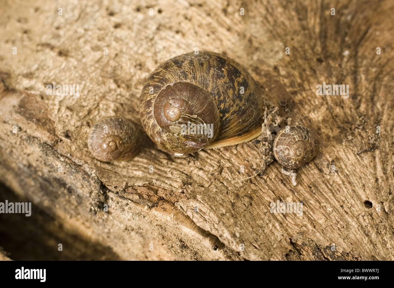 animal animals snail snails mollusc molluscs gastropod gastropods ...