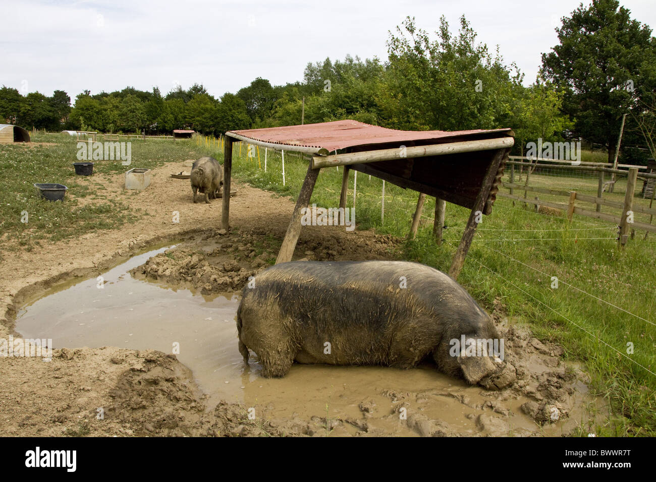 Large Black Pig in mud wallow Stock Photo - Alamy