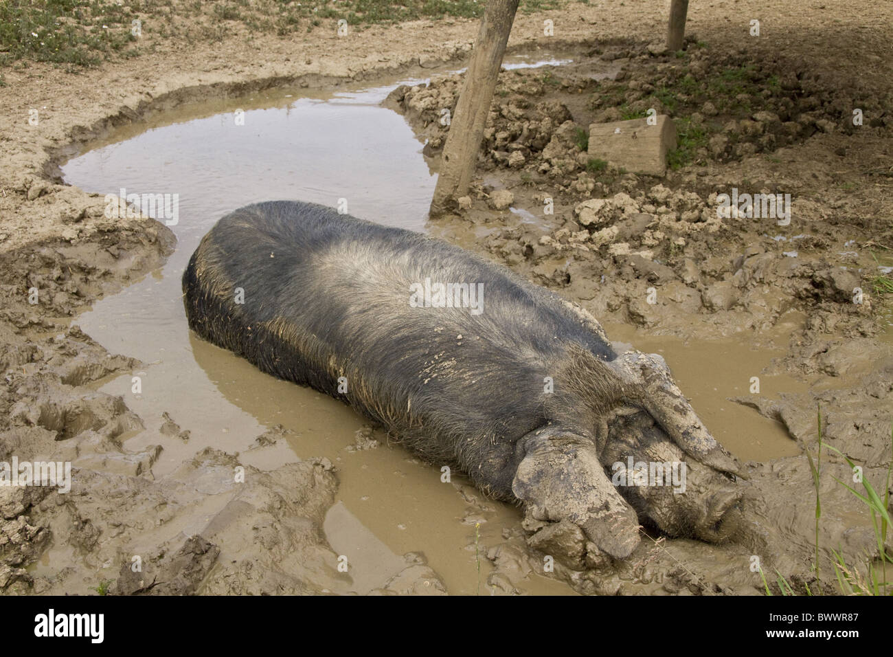 Large Black Pig in mud wallow Stock Photo - Alamy