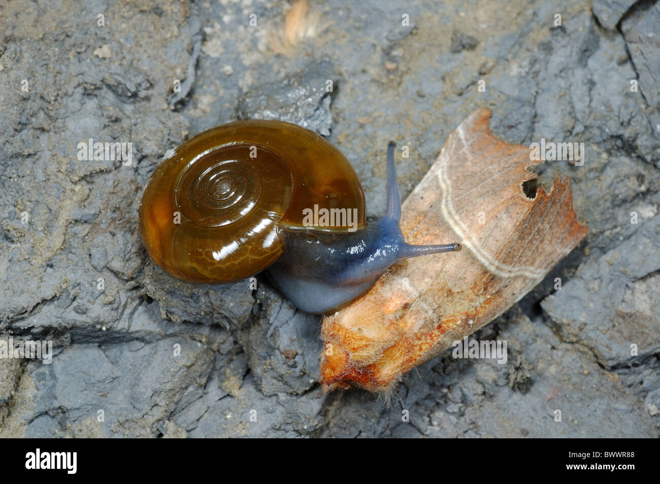 Oxychilus draparnaudi hi-res stock photography and images - Alamy