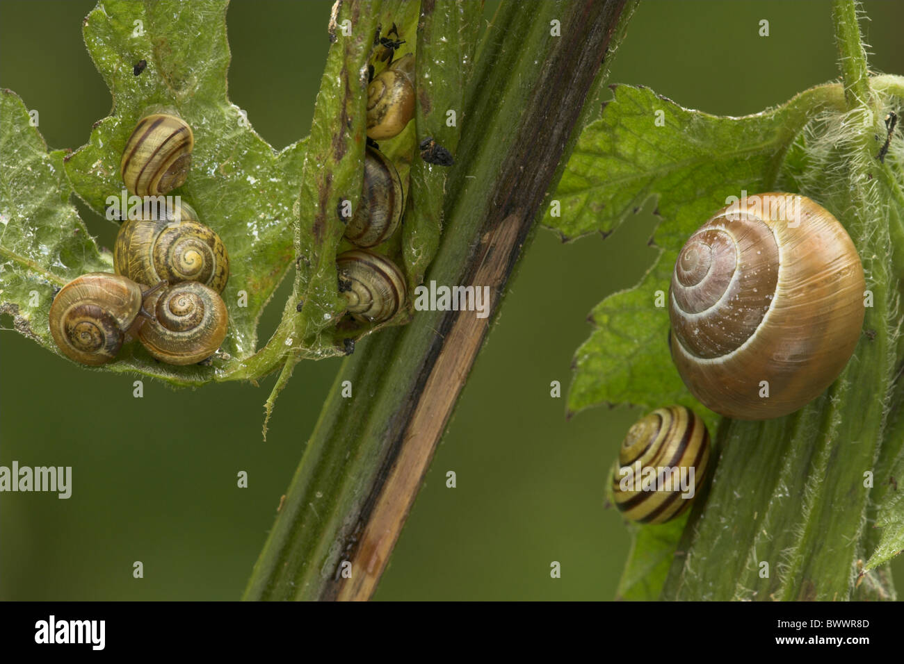 animal animals snail snails mollusc molluscs gastropod gastropods ...