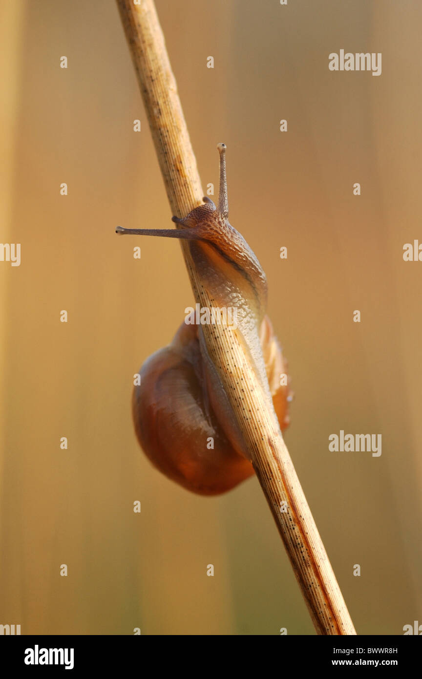 animal animals snail snails mollusc molluscs gastropod gastropods ...