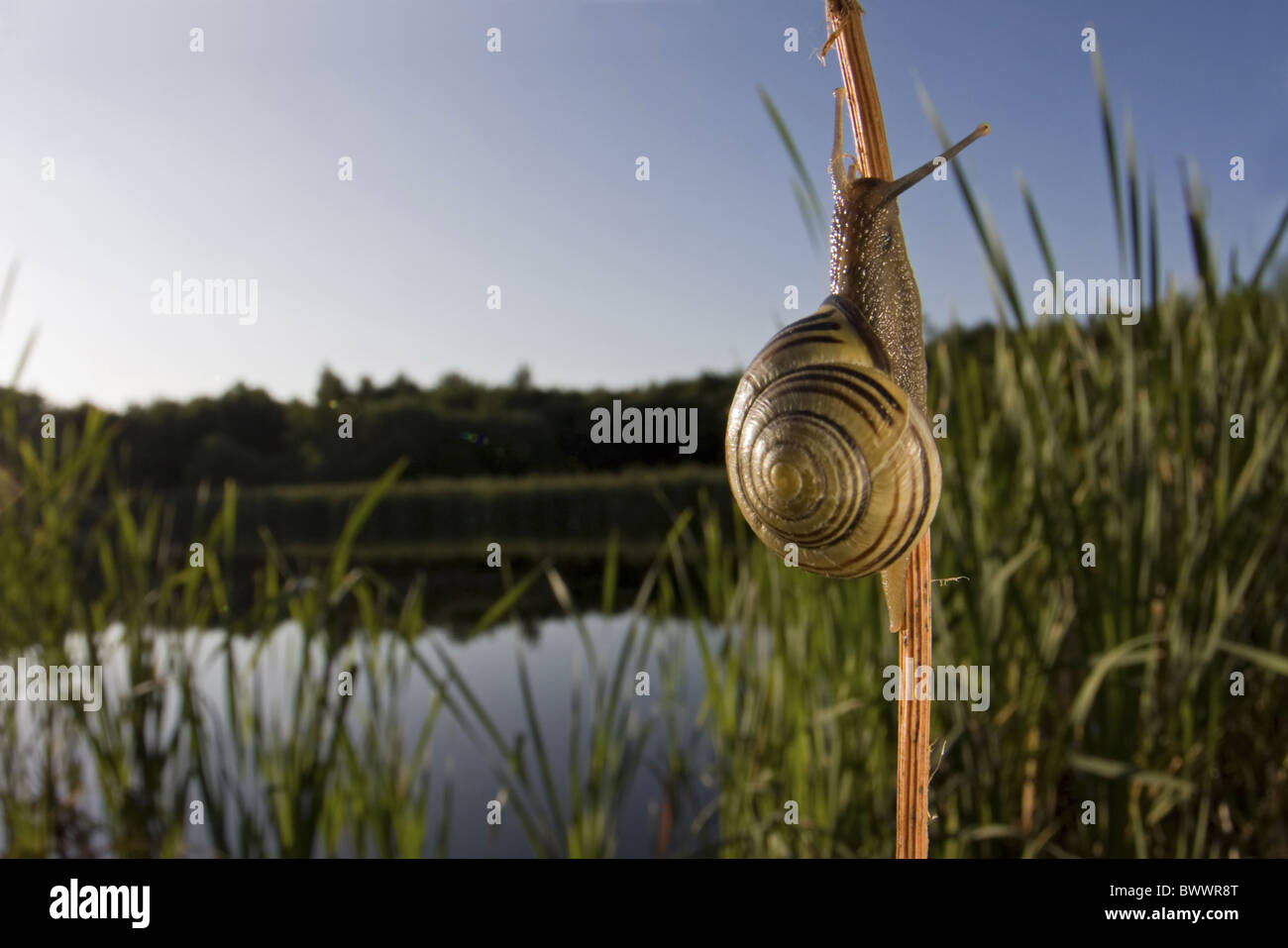 animal animals snail snails mollusc molluscs gastropod gastropods ...