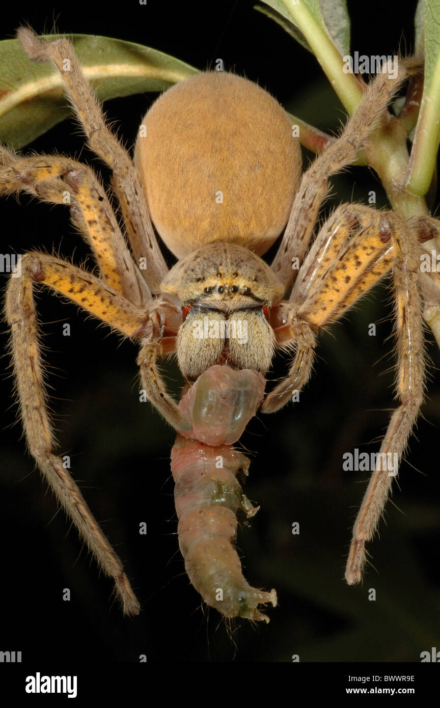 Huntsman spider sparassidae sp hi-res stock photography and images - Alamy