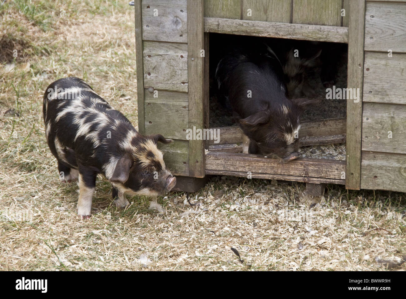 Kune kune piglets by arc Stock Photo - Alamy