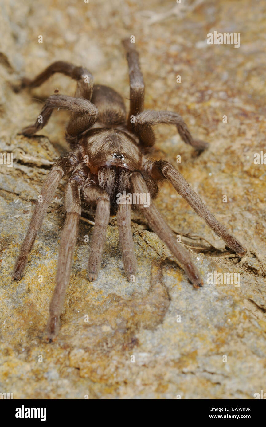 Spiders sicily italy hi-res stock photography and images - Alamy