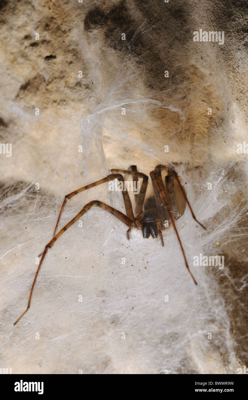 Arachnids speleology spider Tegenaria parietina spider spiders arachnid ...