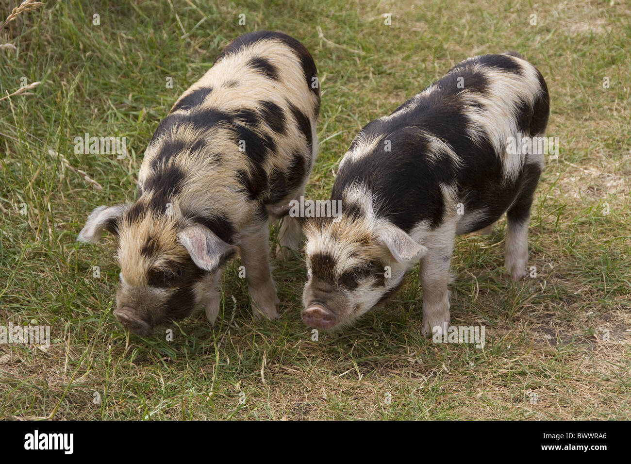 Kune kune piglets Stock Photo - Alamy