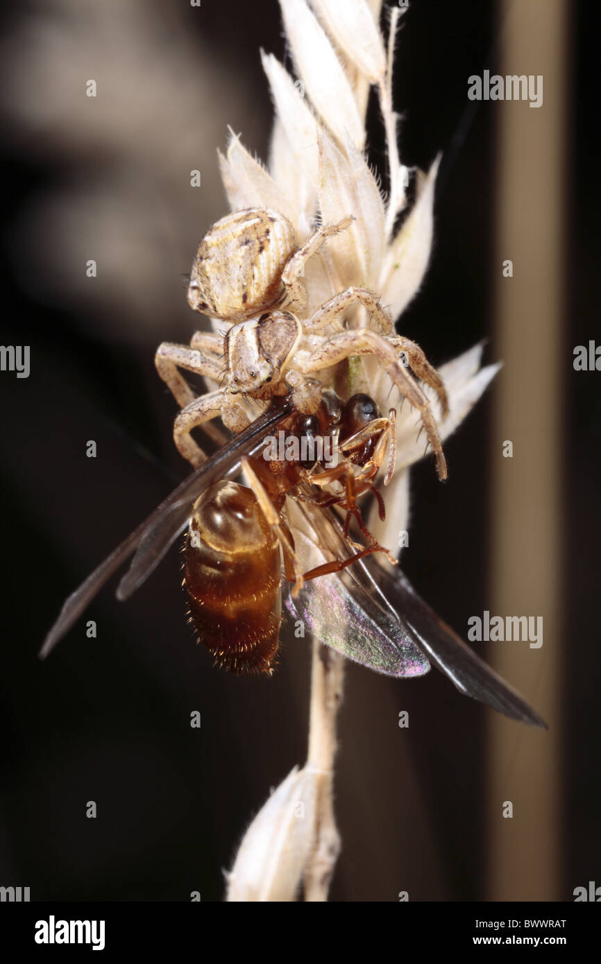 insect bug nature natural wild wildlife environment environmental ...