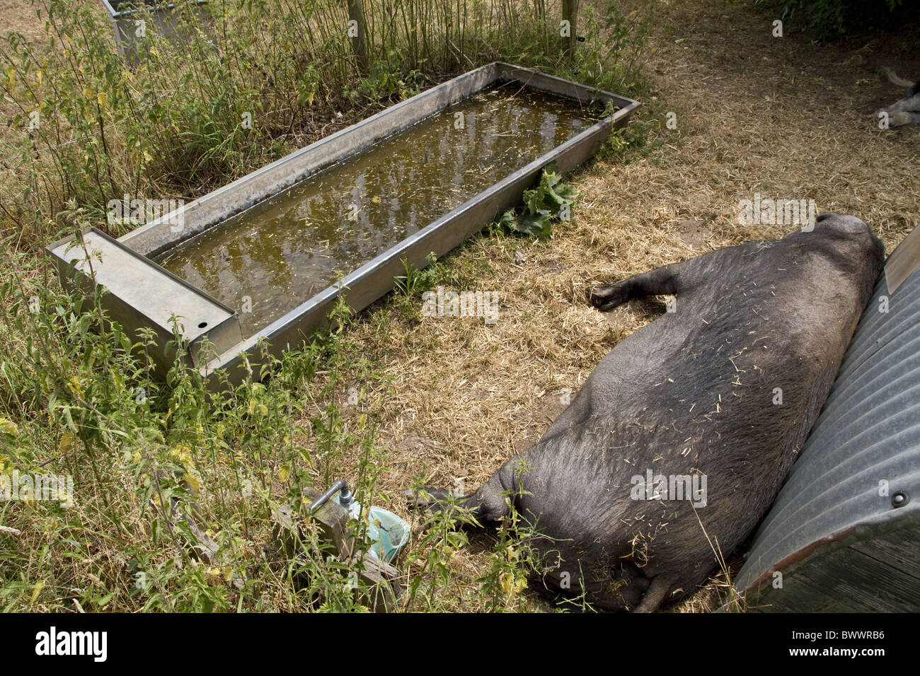resting boar pig by waterier and arc Stock Photo - Alamy