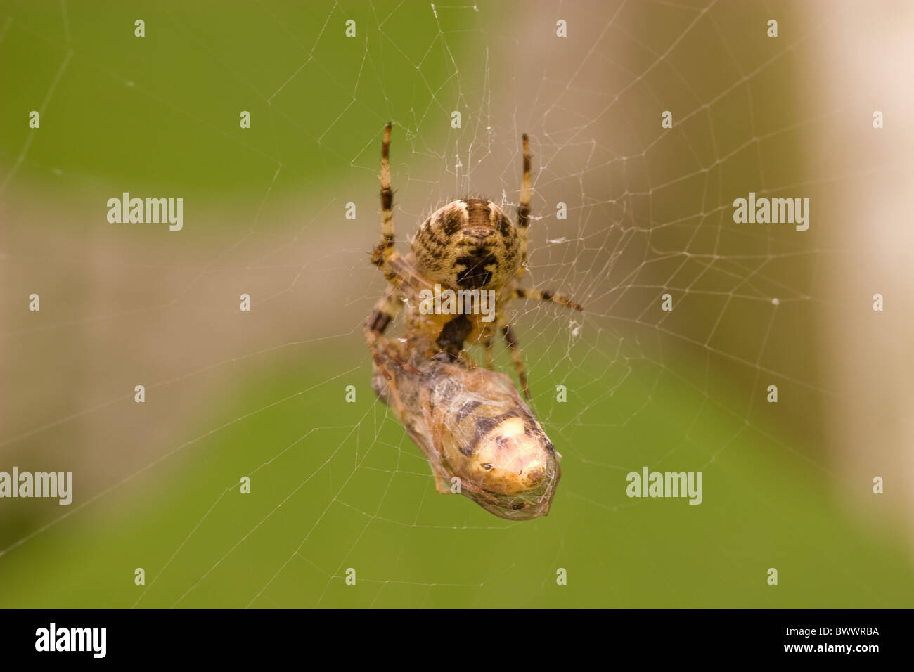 Spiders catching insects hi-res stock photography and images - Alamy