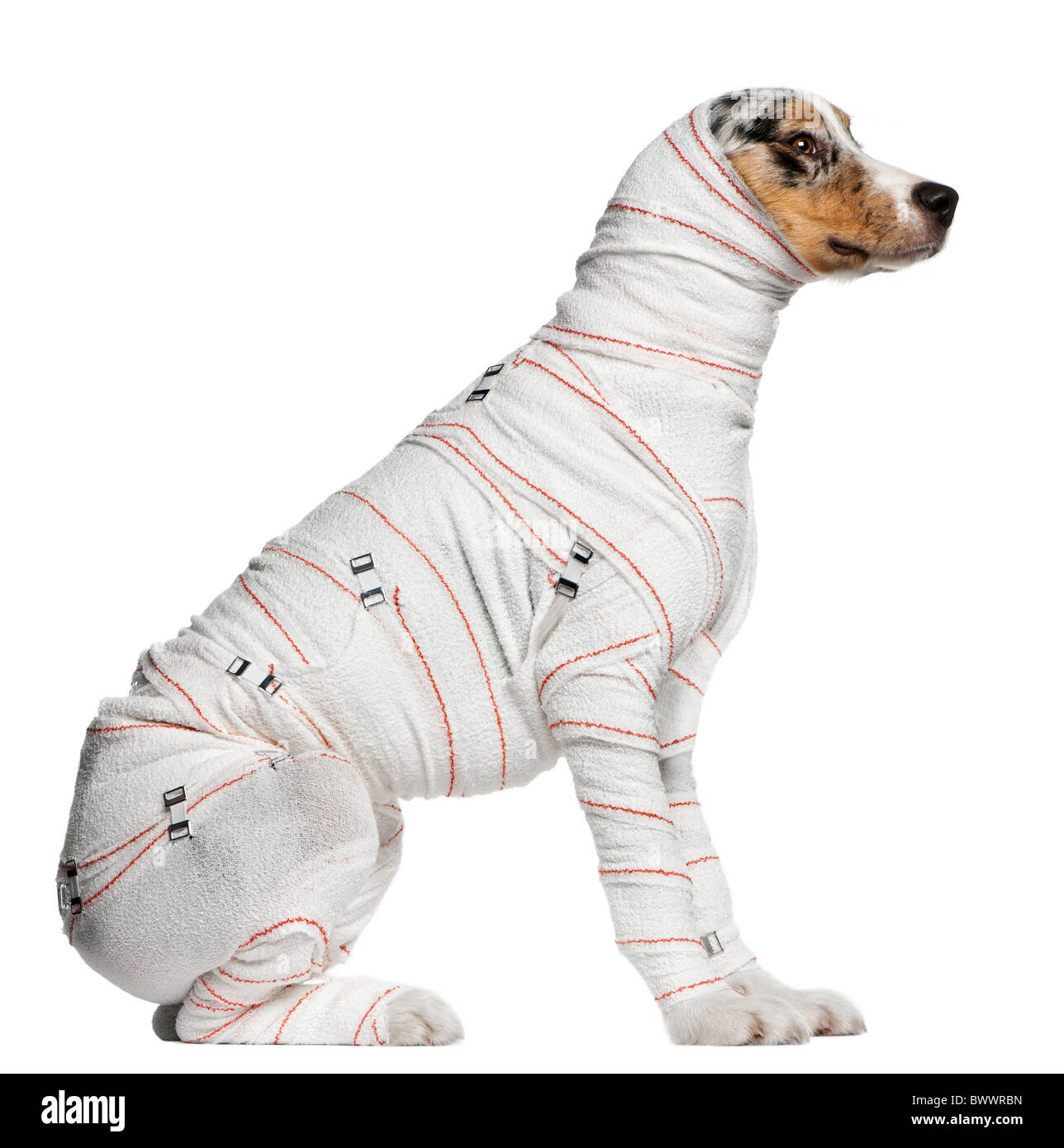 Bandages dog Cut Out Stock Images & Pictures - Alamy