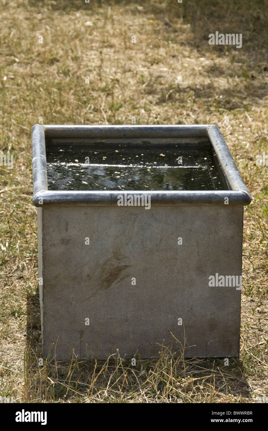Farm Animal waterier Stock Photo - Alamy