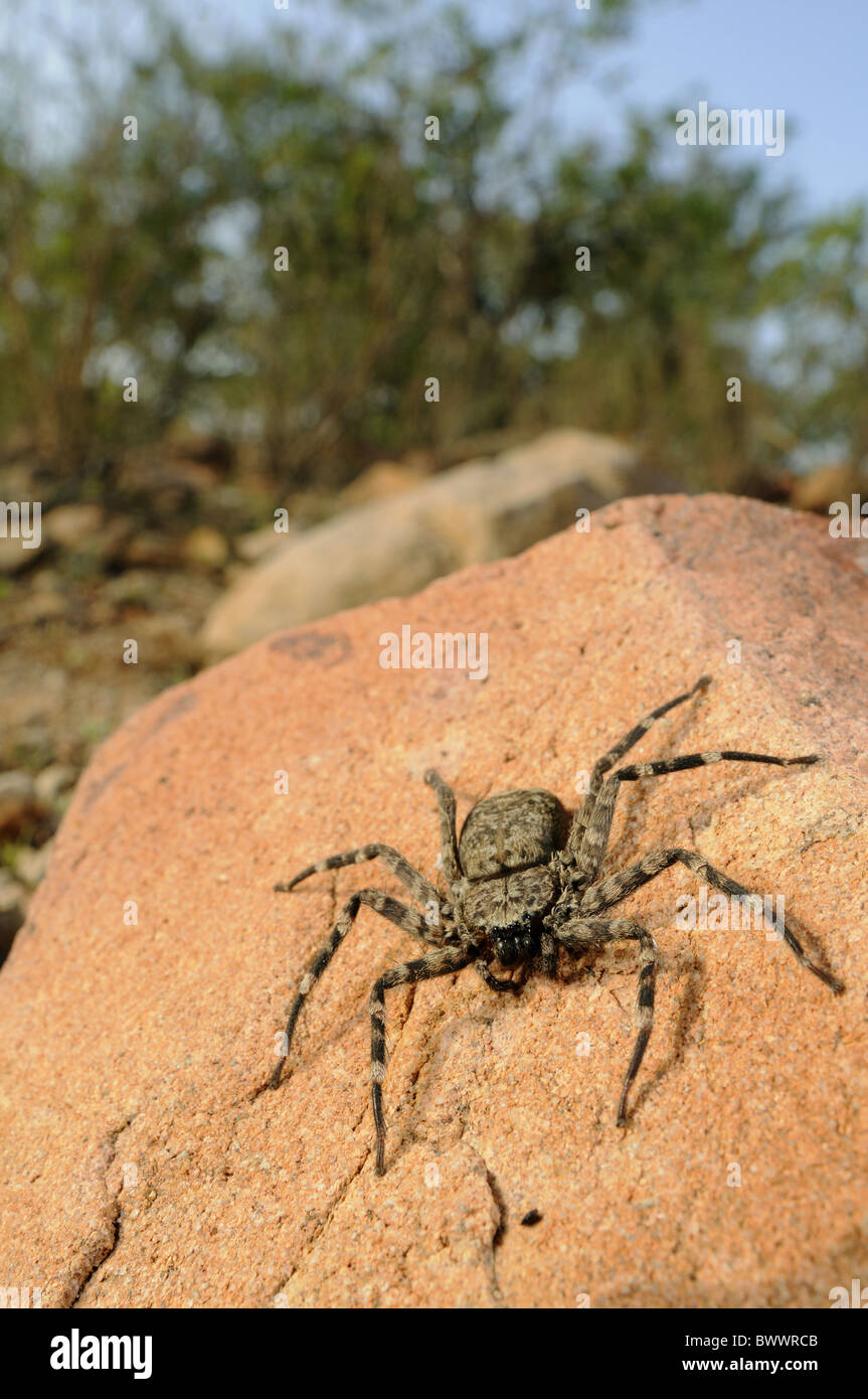 Arachnids Invertebrates Olios sp. Socotra spider Yemen spider spiders ...