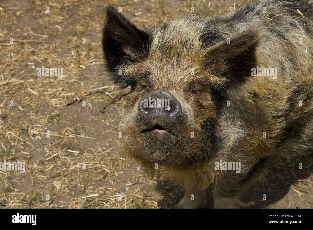 Kune kune boar Stock Photo - Alamy