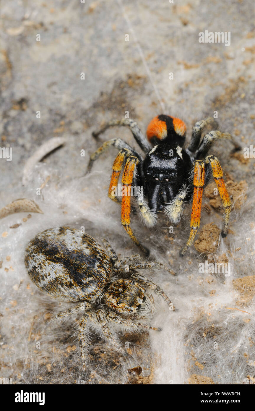 Arachnids Invertebrates Italy Jumping spider mate guarding mating ...