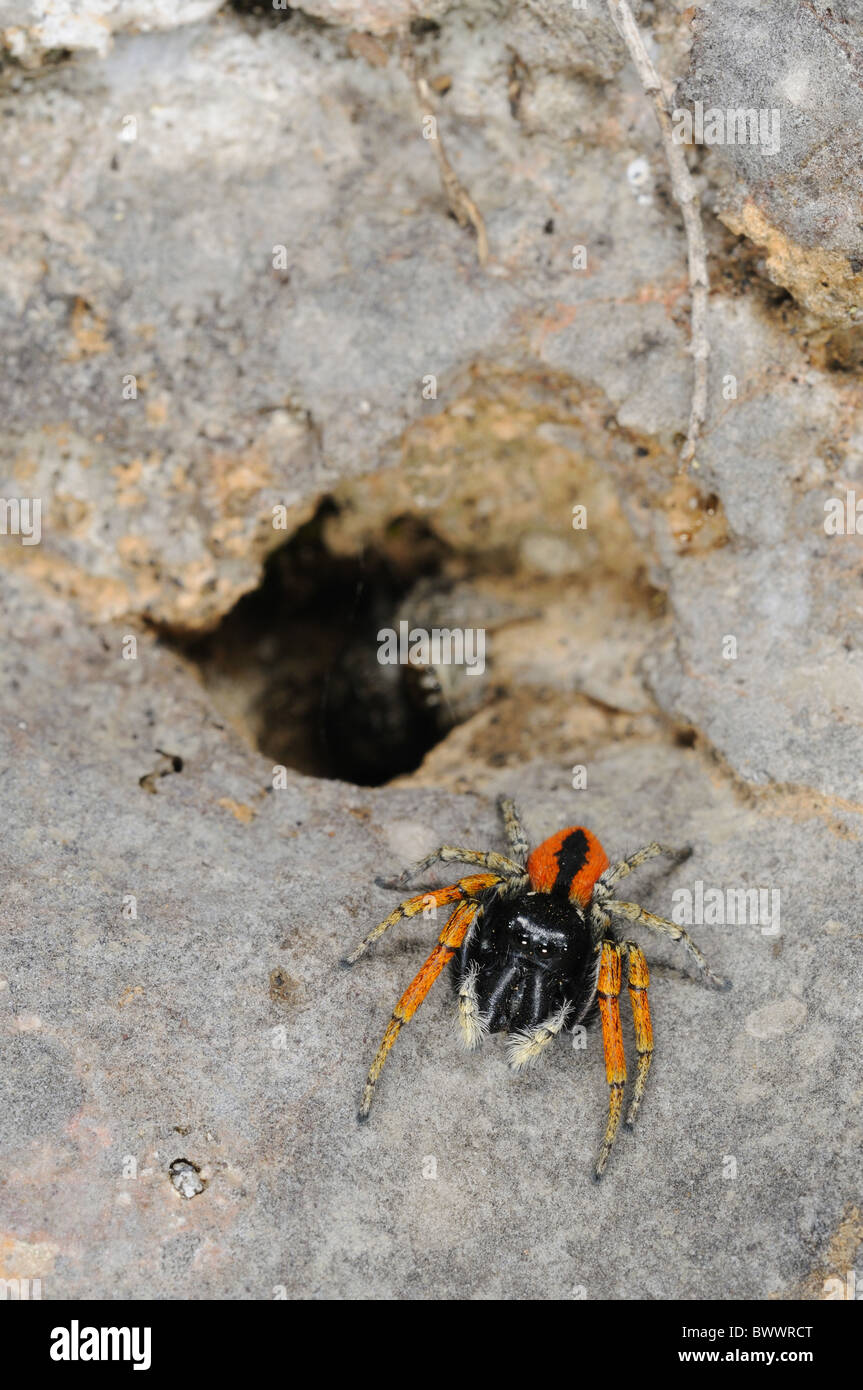 Arachnids Invertebrates Italy Jumping spider mate guarding mating ...