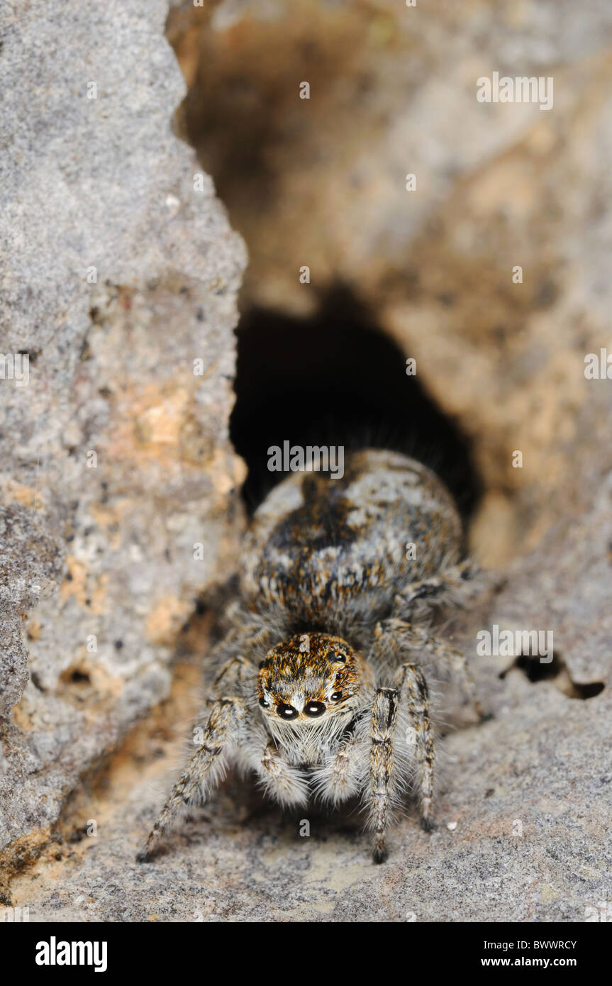 Arachnids Invertebrates Italy Jumping spider female Philaeus chrysops ...