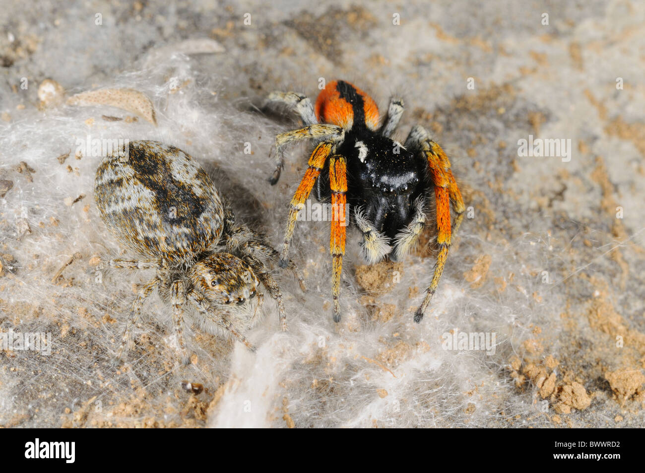 Arachnids Invertebrates Italy Jumping spider mate guarding mating ...