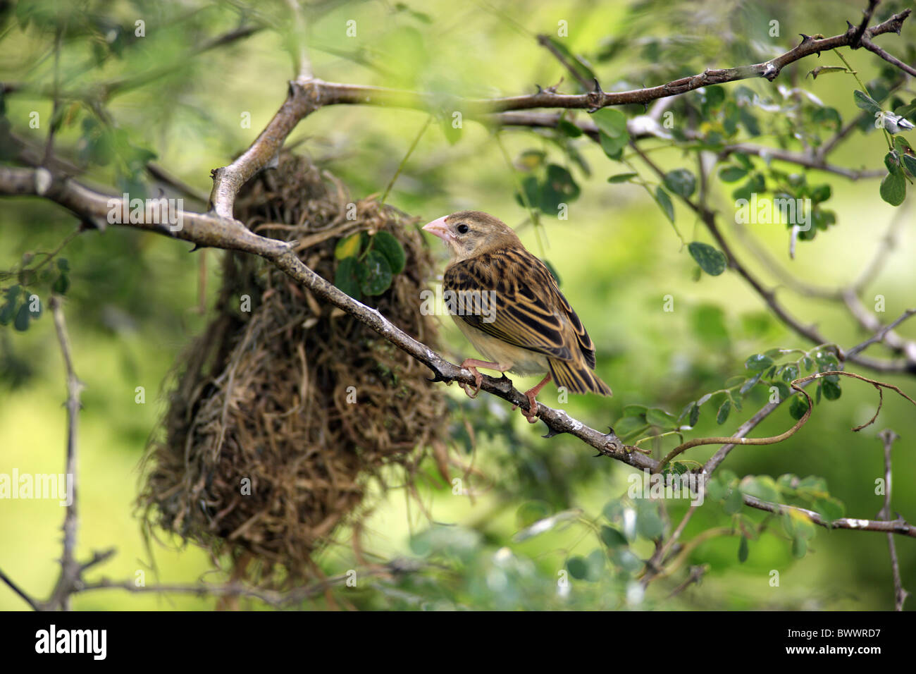 Red-billed Quelea (Quelea quelea) young, perched on twig near nest ...