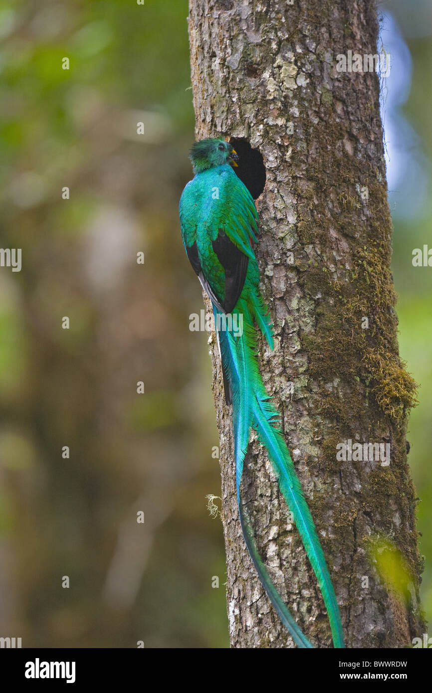 Resplendent Quetzals High Resolution Stock Photography and Images - Alamy