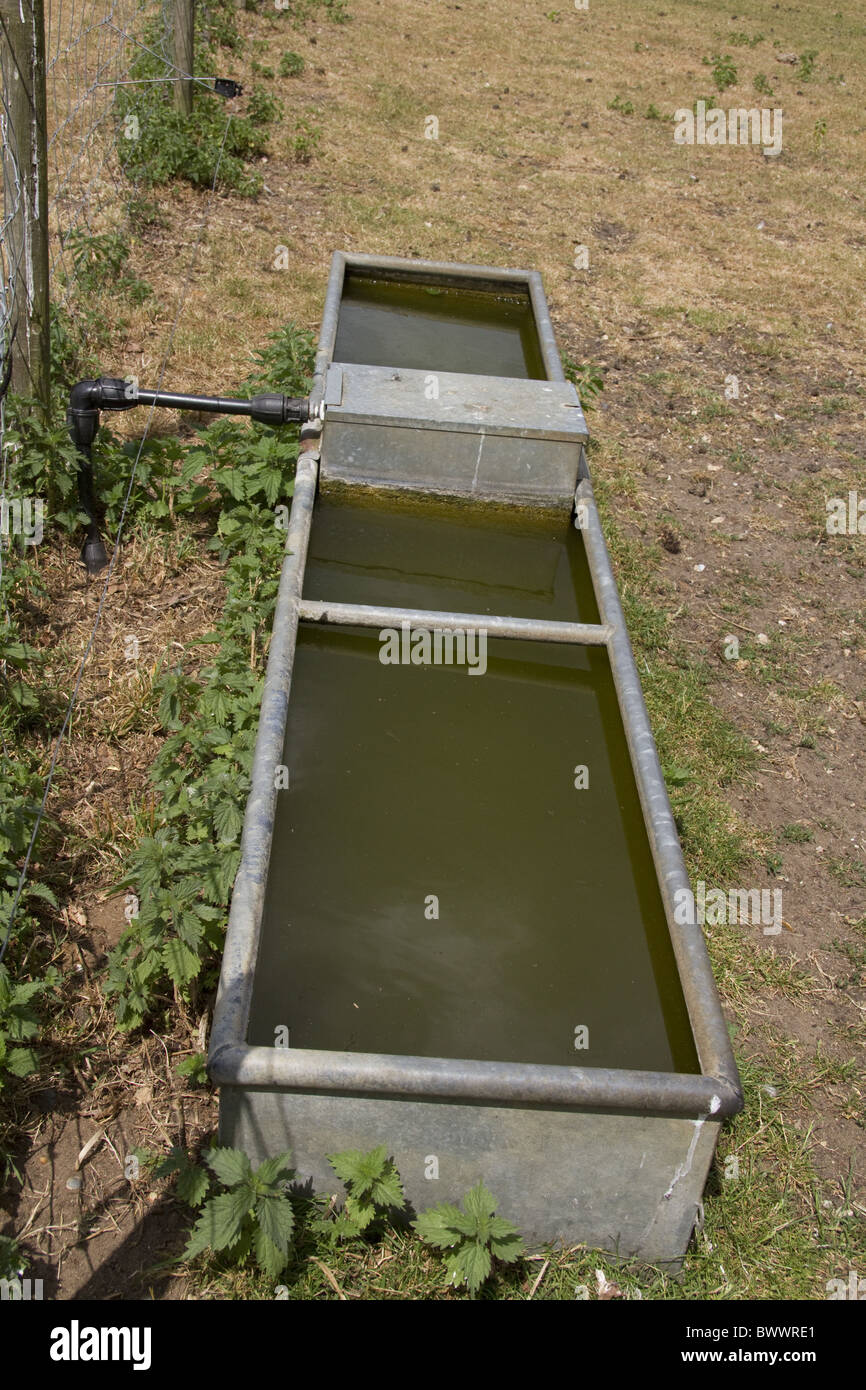 Farm yard waterier Stock Photo - Alamy