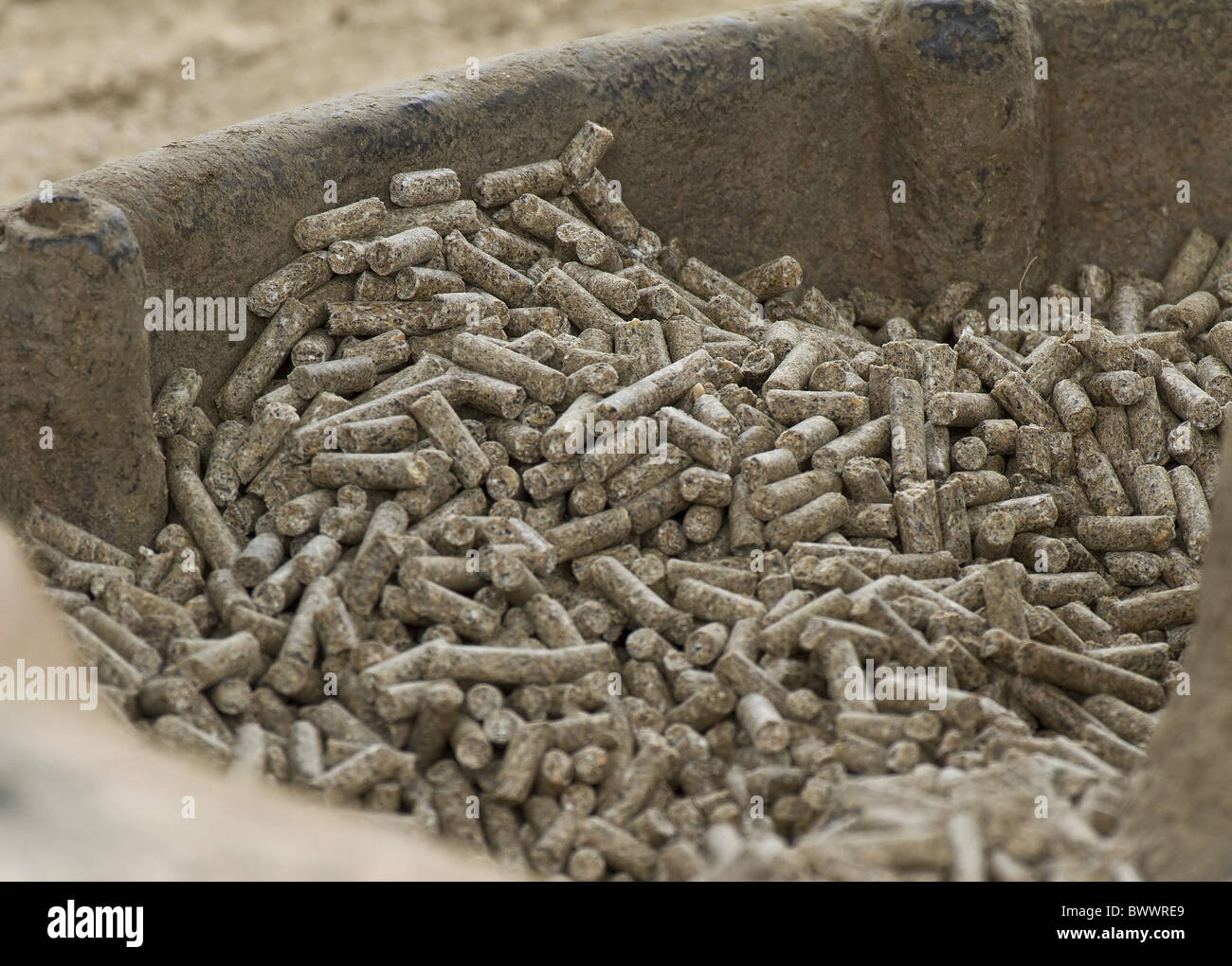 Pig nuts hi-res stock photography and images - Alamy