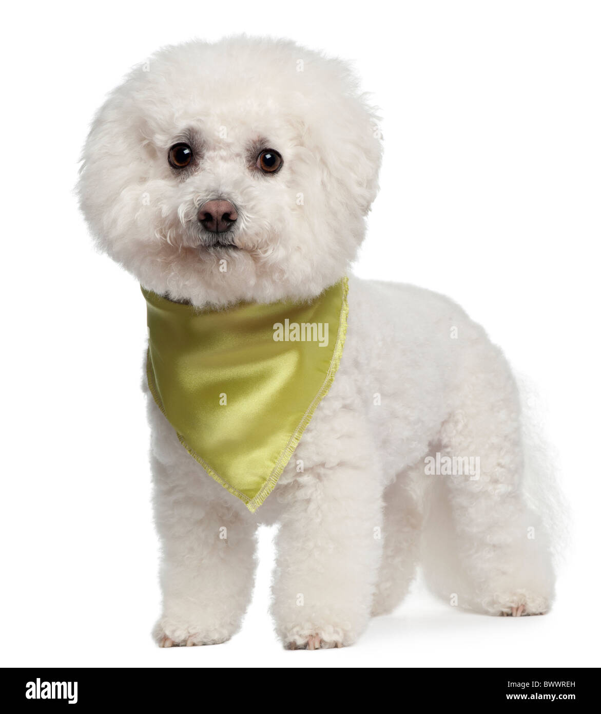 Bishon frise Cut Out Stock Images & Pictures - Alamy