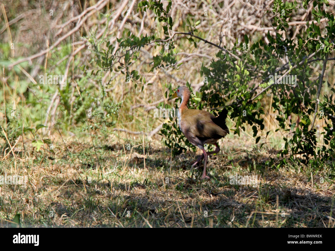 Giant Wood-rail (Aramides ypecaha) adult, walking in scrub habitat ...