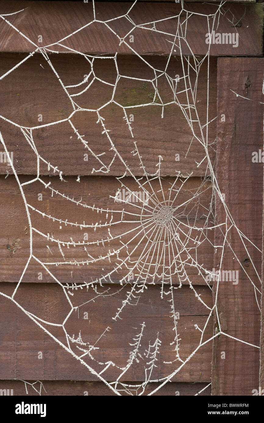 spider spiders arachnid arachnids arthropod arthropods animal animals ...