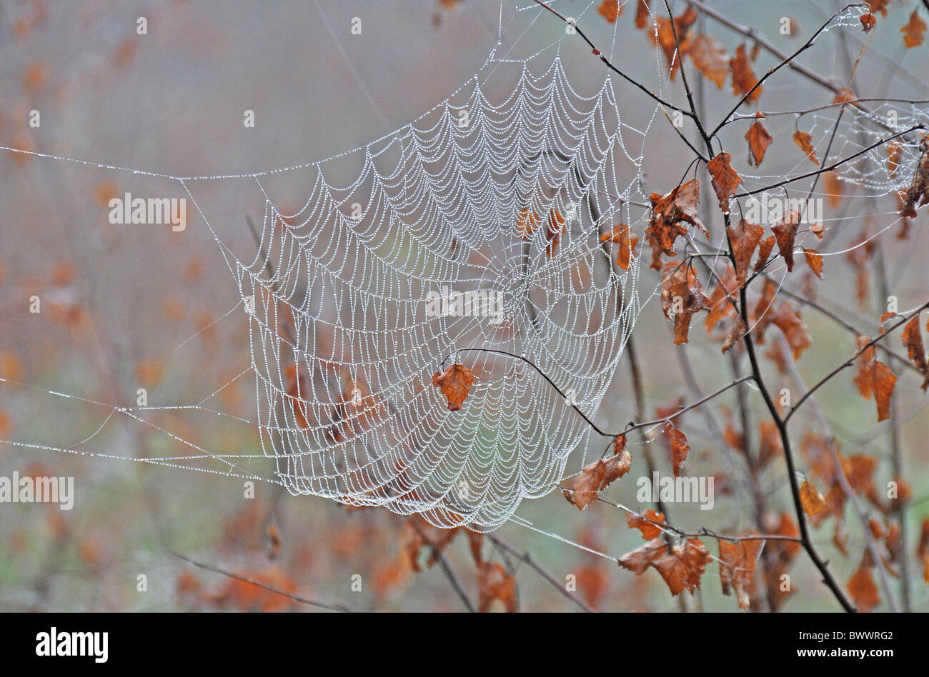 spider web orb dew autumn spider spiders arachnid arachnids arthropod ...