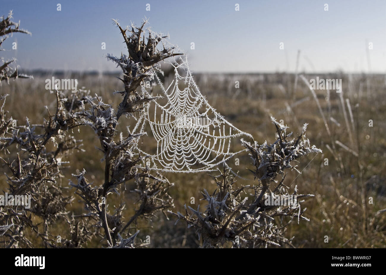 spider spiders arachnid arachnids arthropod arthropods animal animals ...