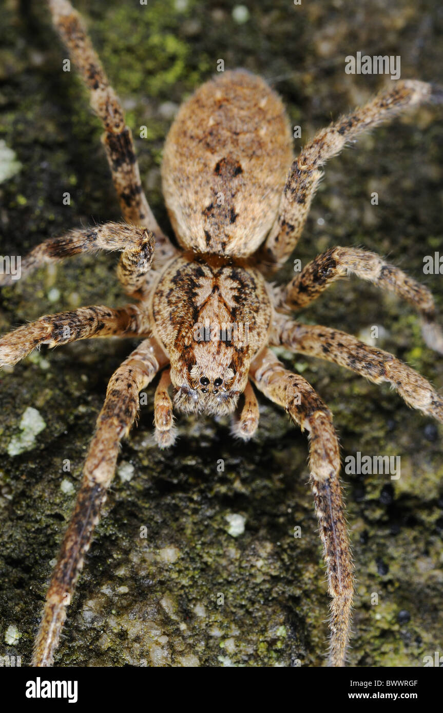 Arachnids portrait spider Zoropsis spinimana spider spiders arachnid ...