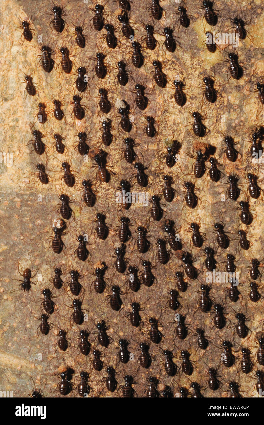 Termites in rainforest hi-res stock photography and images - Alamy