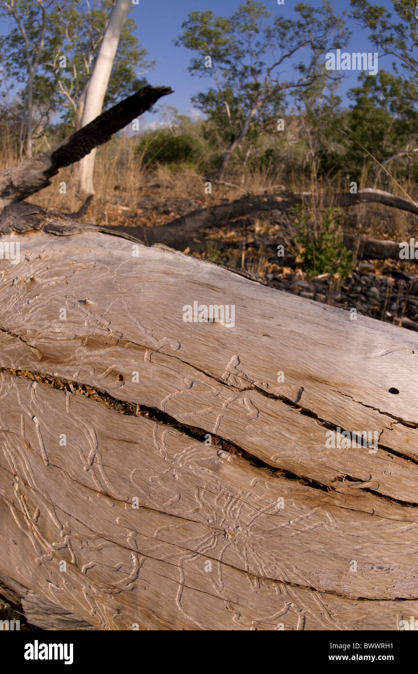 Eucalyptus Termite Track Wood Tree Uhak Village Wetar Island Alor ...