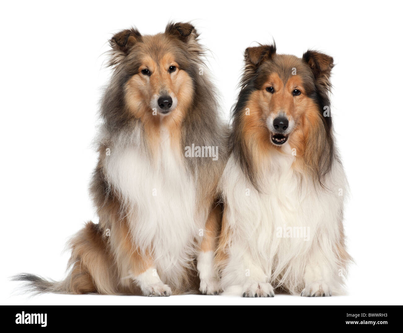 Animals collie portrait collies dog dogs hi-res stock photography and ...