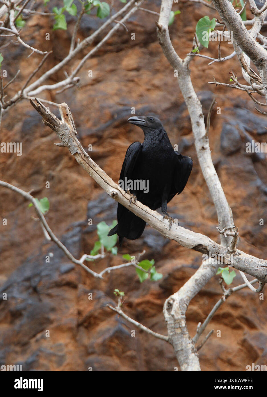 Fan-tailed Raven (Corvus rhipidurus) adult, perched in tree on cliff ...