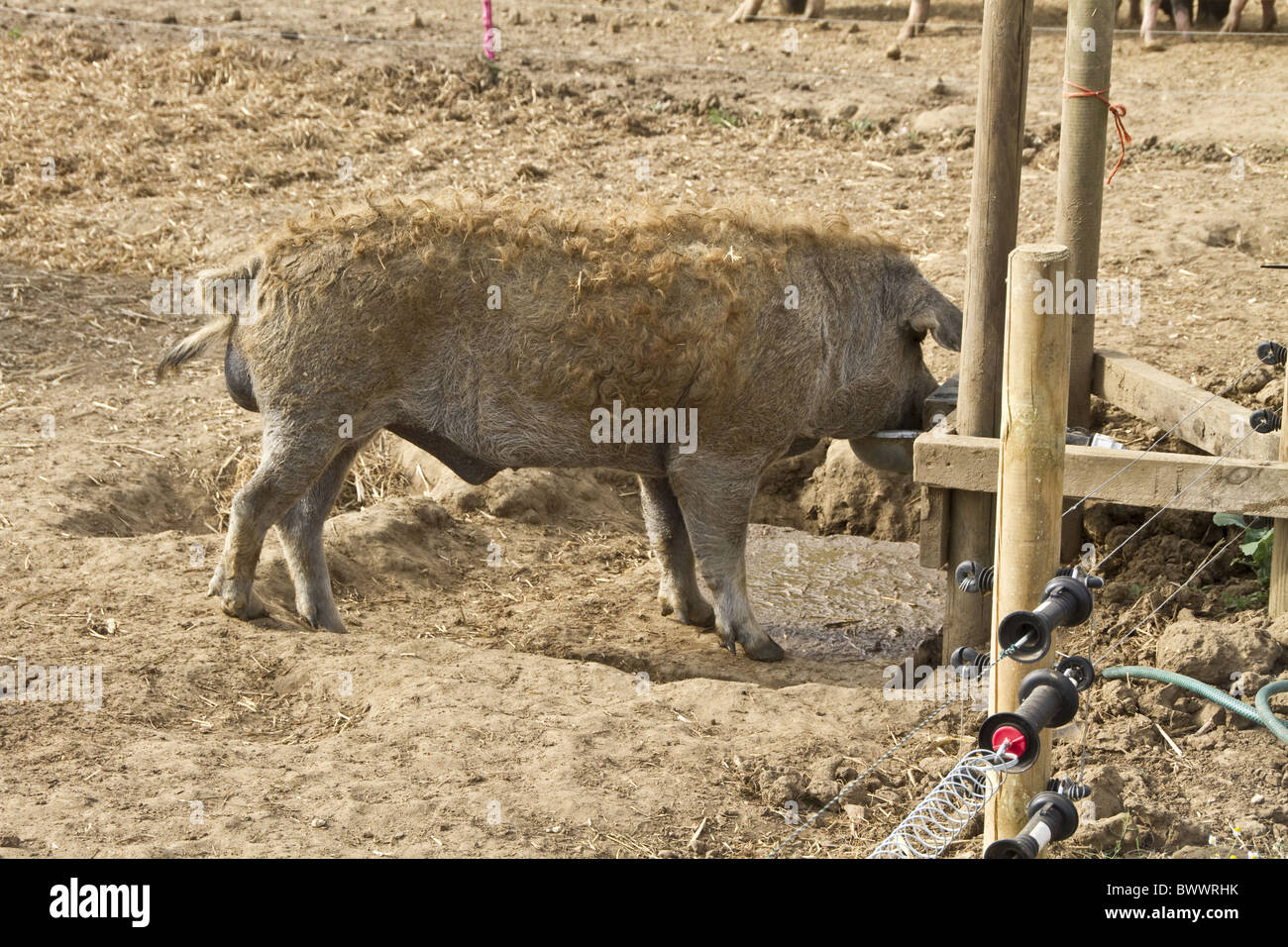 curly coated curlycoated mangalisa pig pigs domestic breed boar rare ...
