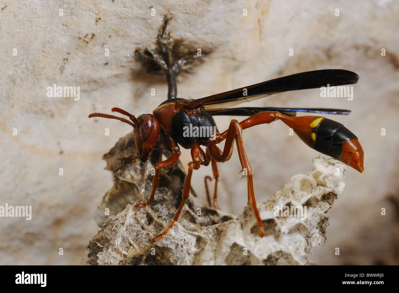 Belonogaster sausserei insect Invertebrates Socotra speleology wasp ...