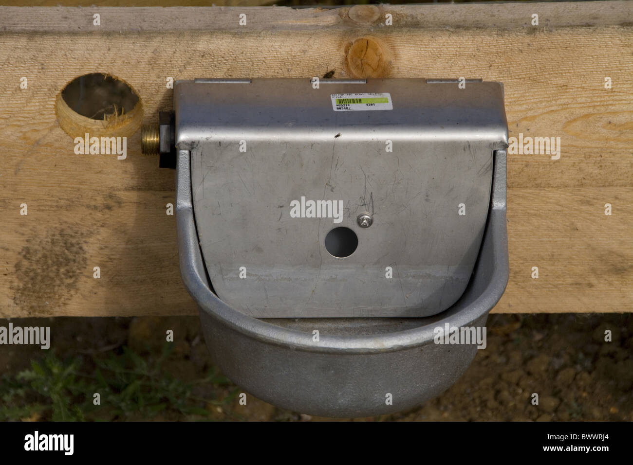 New animal hi-res stock photography and images - Alamy