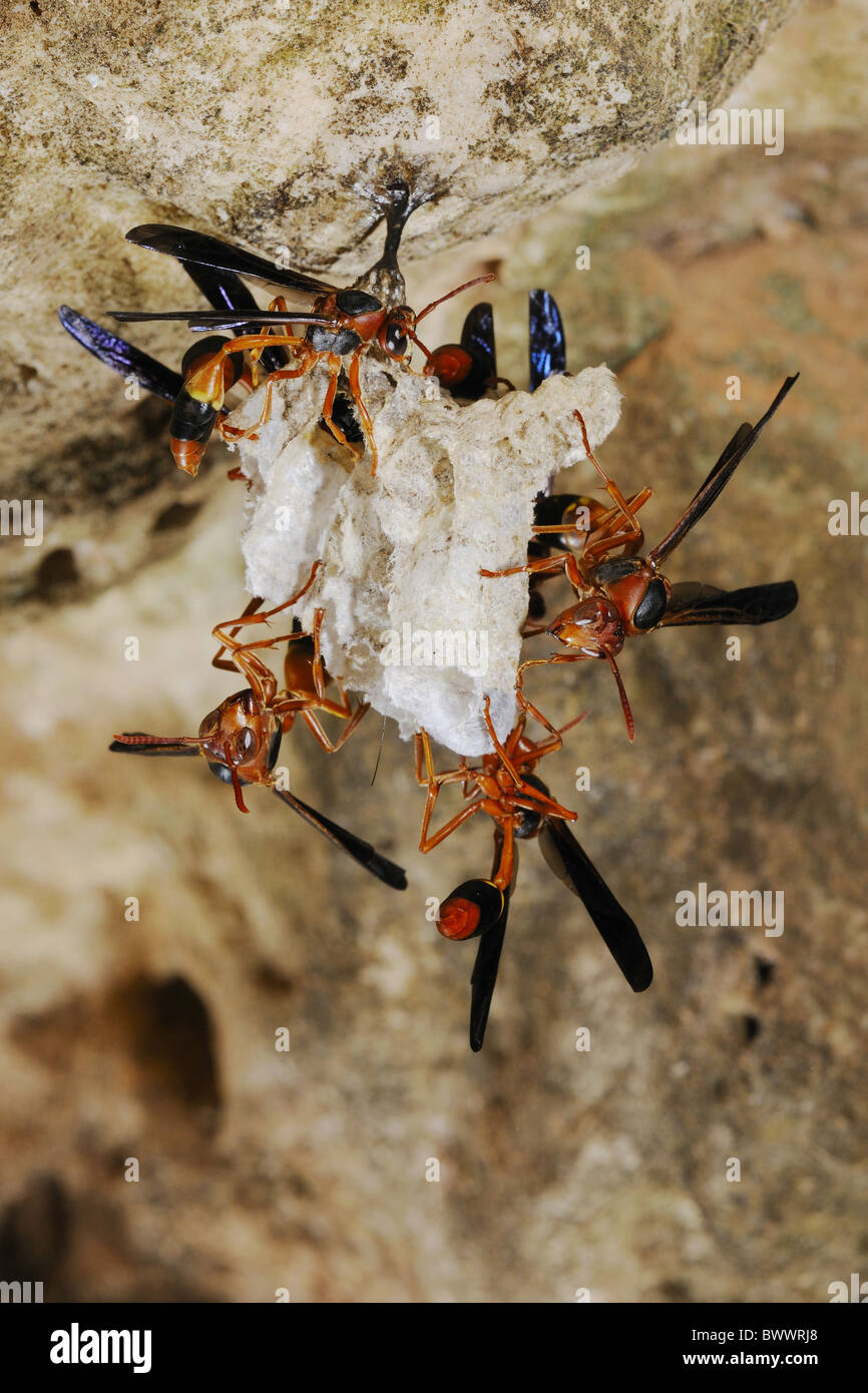 Belonogaster sausserei insect Invertebrates Socotra speleology wasp ...