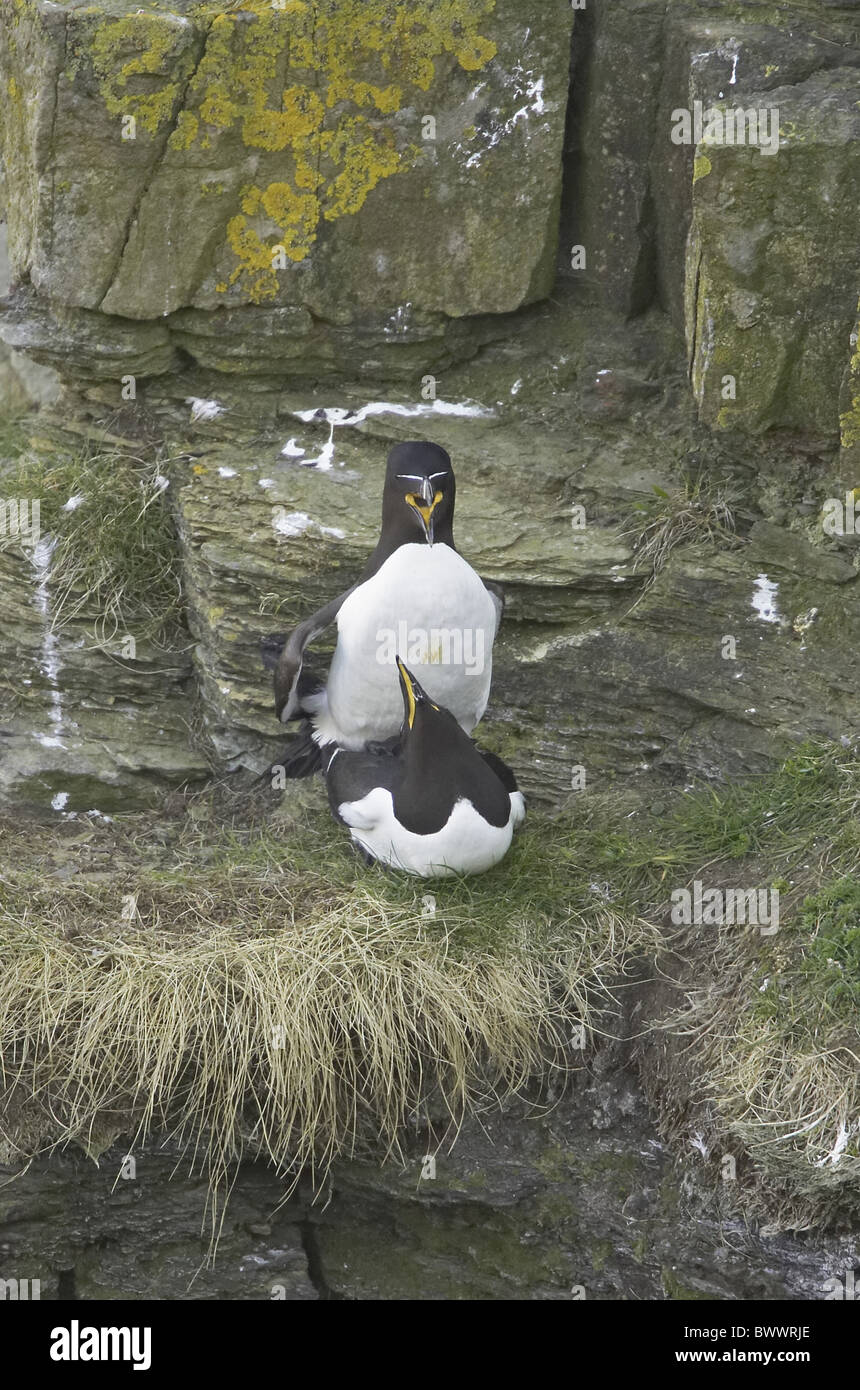 Razorbills mating hi-res stock photography and images - Alamy
